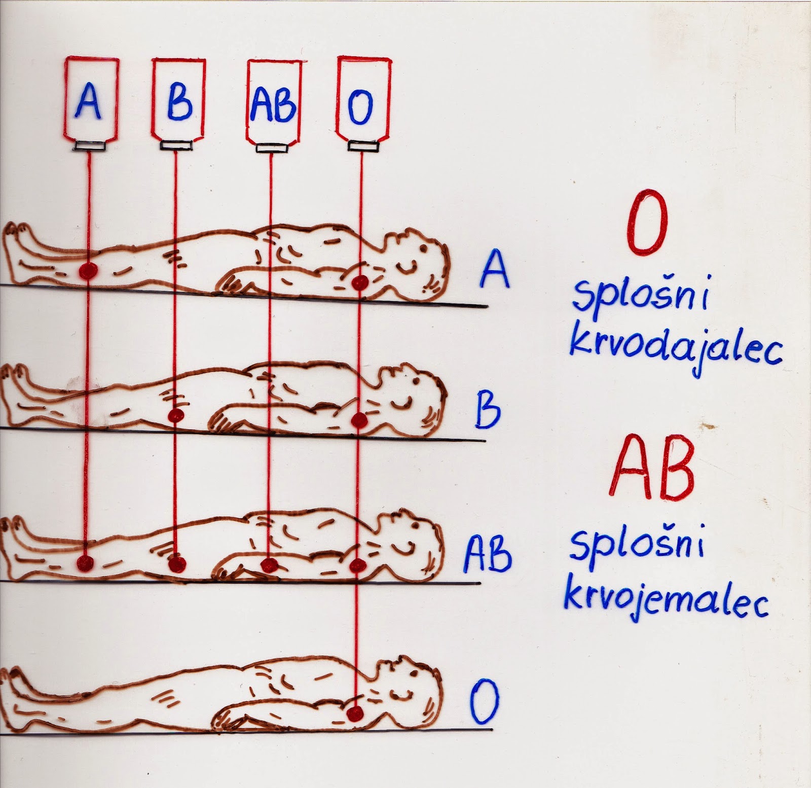 Biologija 8: Transfuzija
