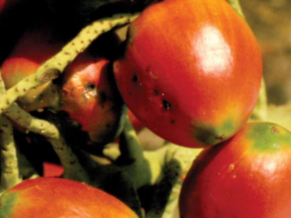 LA IMAGINACIÓN MUSEOGRÁFICA: SABERES DE PUPUÑA