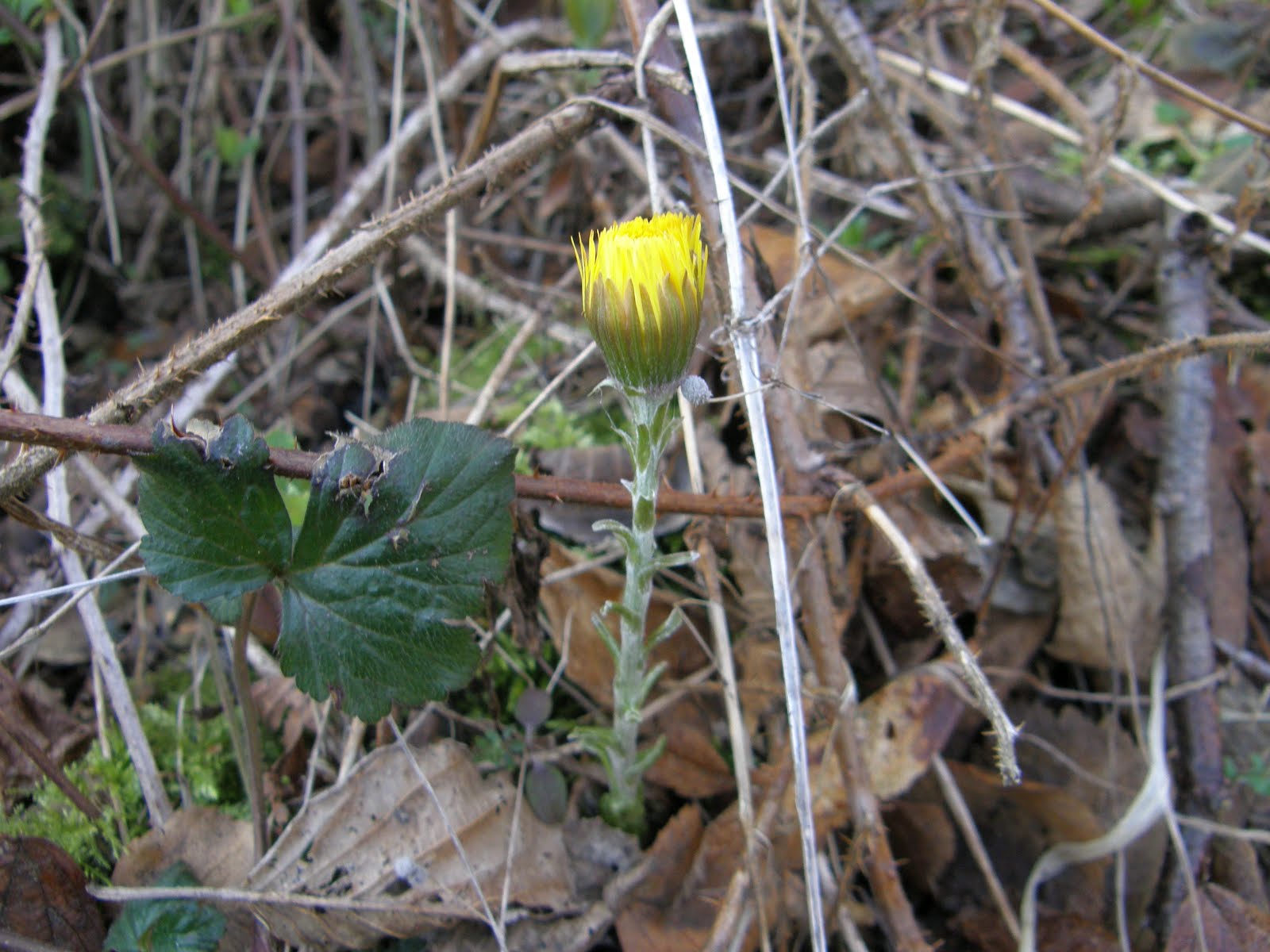 Circle of the Year: Coltsfoot Rock and Bread and Cheese