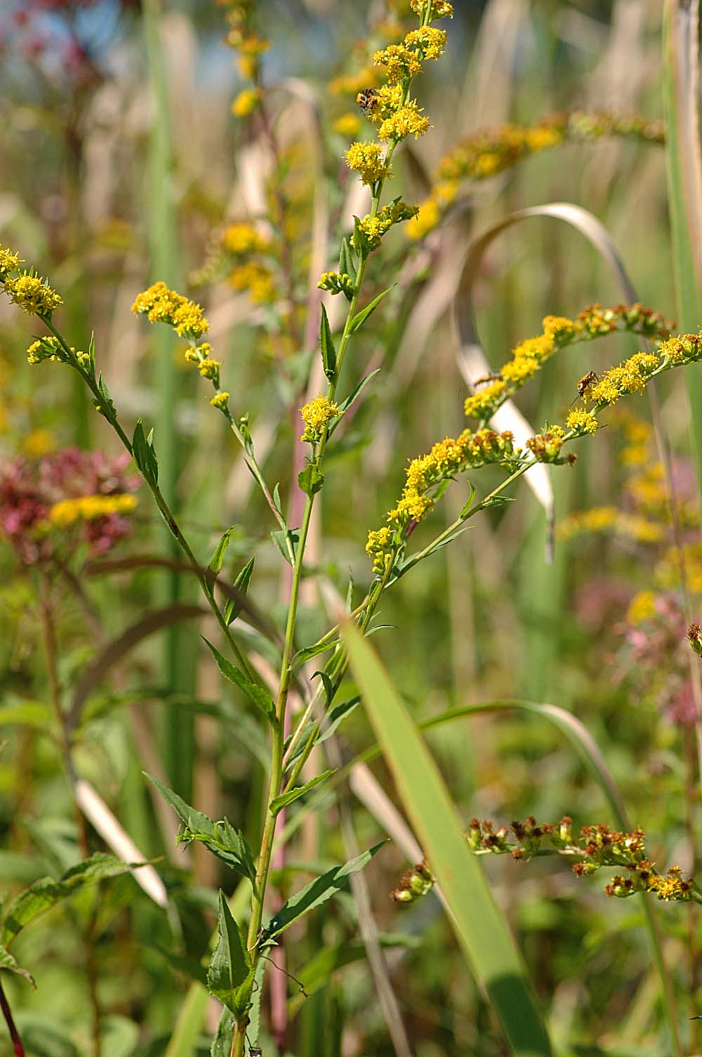 Field Biology in Southeastern Ohio: Some Ohio Goldenrods