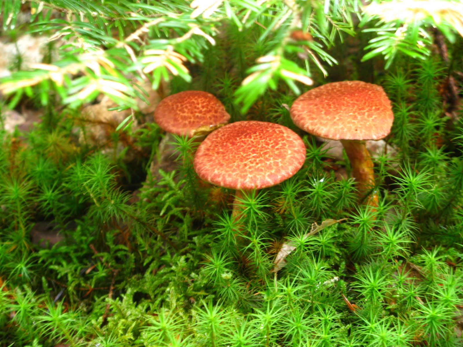 Meandering...: 'Shrooming in Acadia