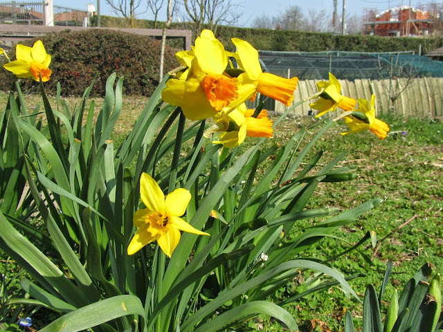 Narcissus (Narcisi) e il Risveglio della Primavera, Come Piantarli ...