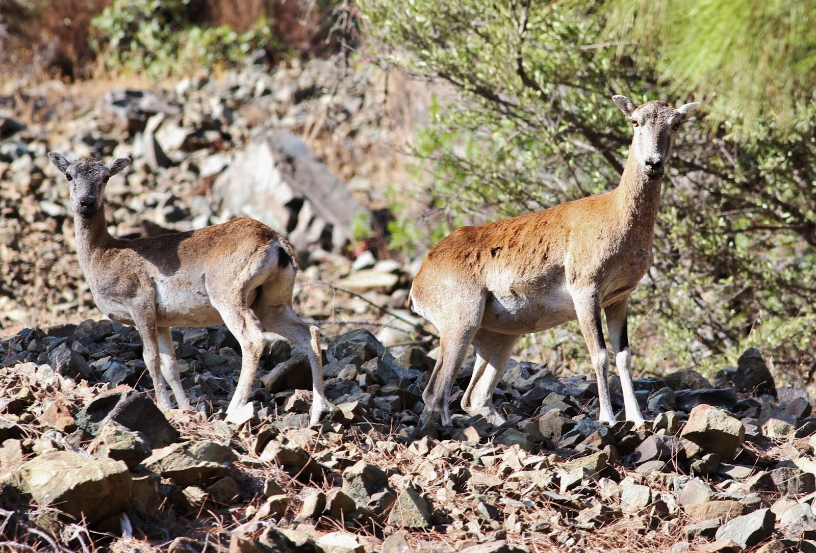 Mammals of Cyprus - Τα θηλαστικά της Κύπρου by George Konstantinou ...