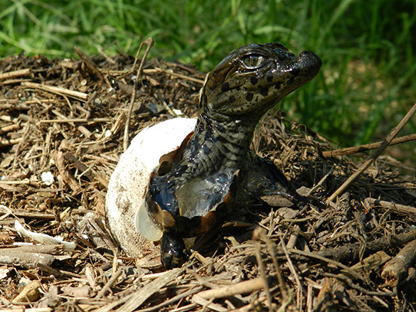 Uruguay y sus curiosidades-Uruguay and its curiosities: The Broad ...