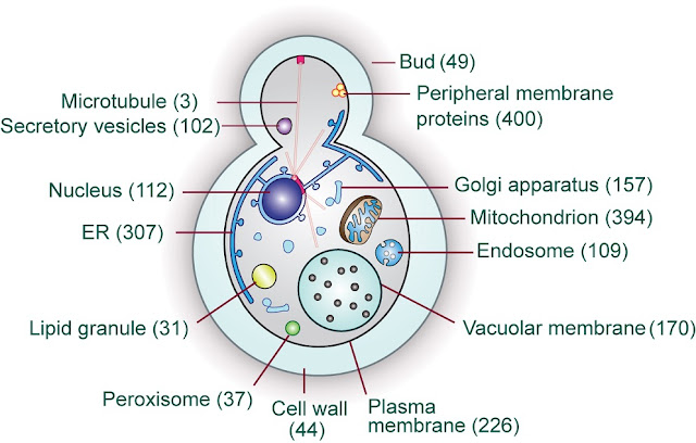 Lecture Notes in Medical Technology: Lecture #16: INTRODUCTION TO MYCOLOGY