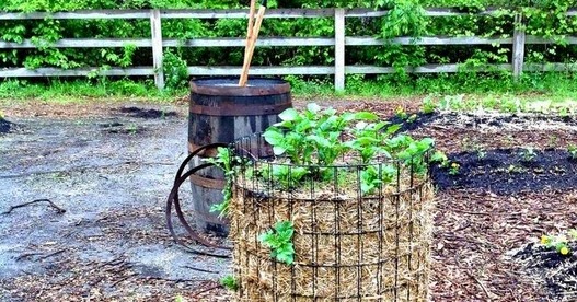 How to grow potatoes in a wire cylinder #vegetable_gardening