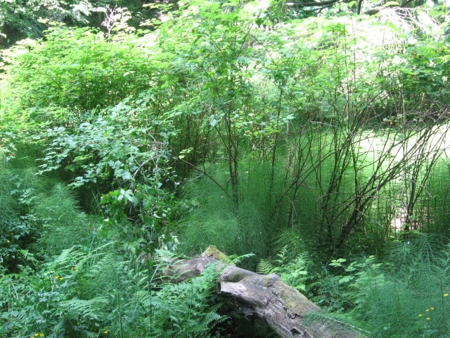 Drawing with Nature: June 2011: Ravenna Park Ravine drawings, Seattle ...