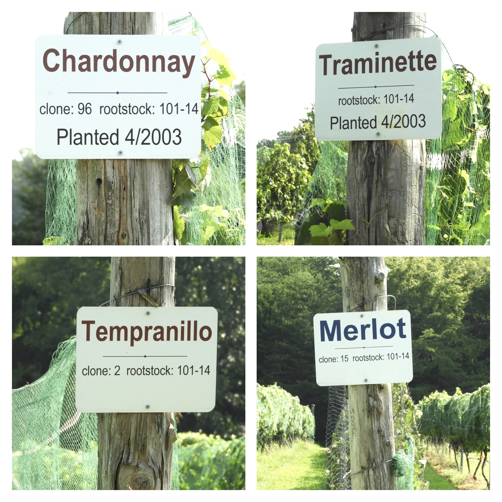 North Carolina Wine; A Visit to Grove Winery and Vineyards