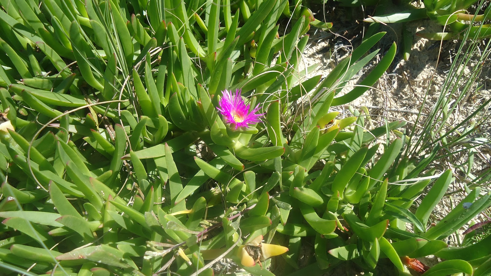 Consequências da antropização no Meio Ambiente.: Espécie invasora ...