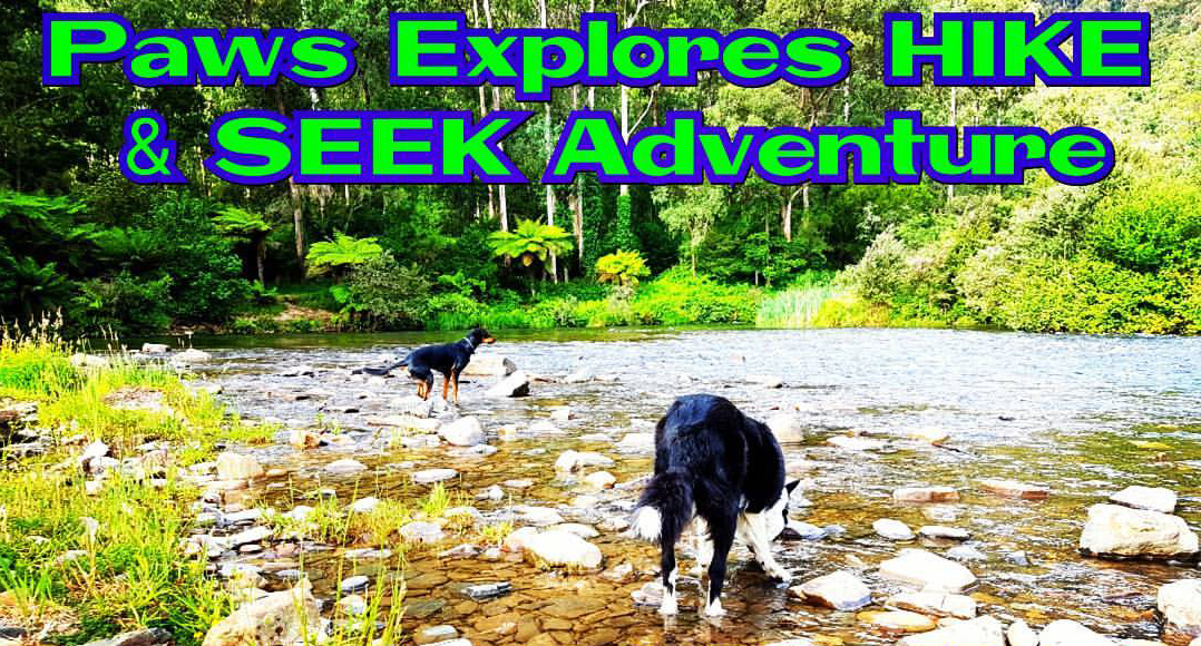 Paws Explores Hike and Seek - May 28 | Australian Dog Lover