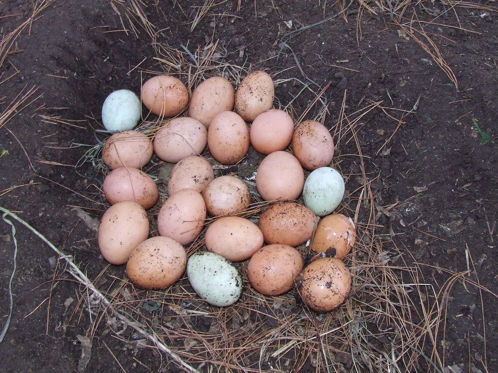 Plant it and Pullet: We've solved the mystery of the missing eggs
