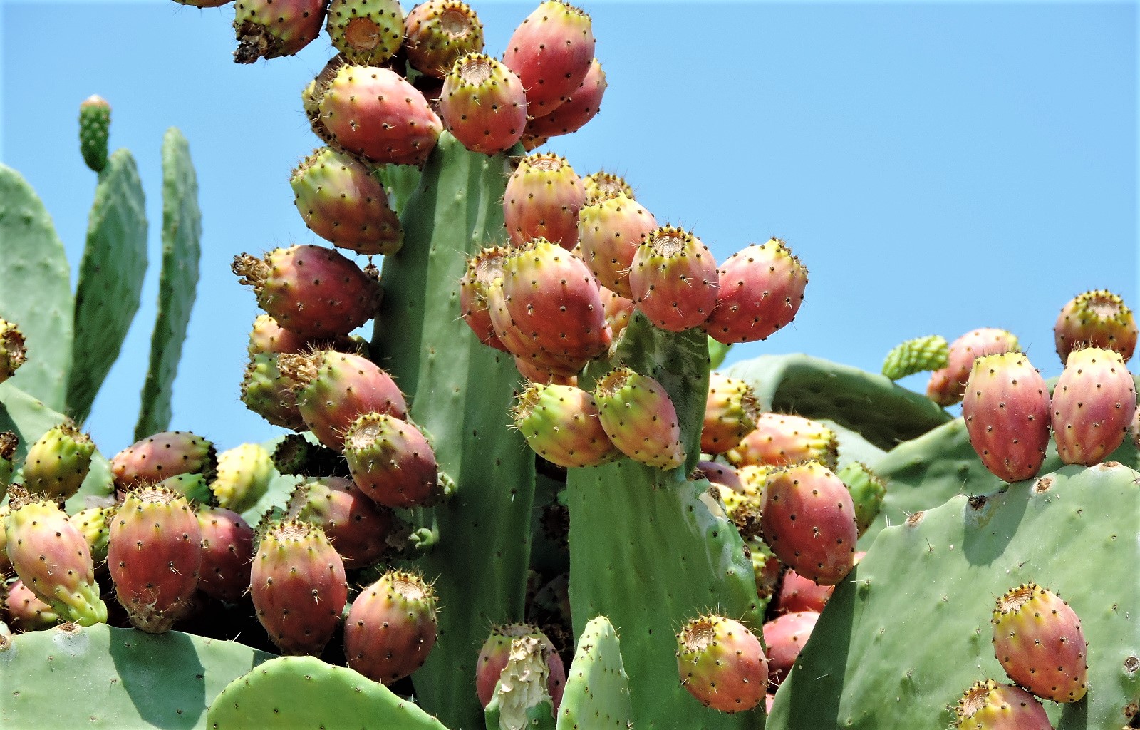 Dun Giljan's Blog: Prickly Pears