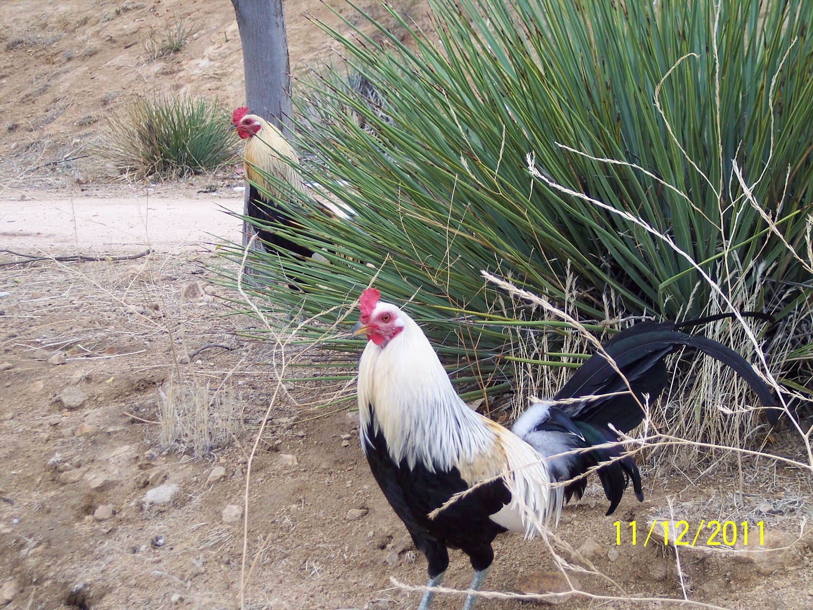 Rancho Giro: Puro Gallon (pure rooster???)