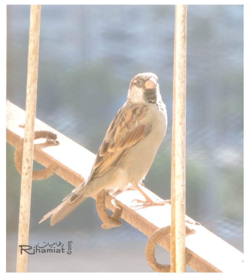 Rihamics (multigrain woman): Rare Bird: Asfour Nader