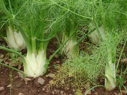 Manfaat Luar Biasa Adas Sowa | C-DEVART