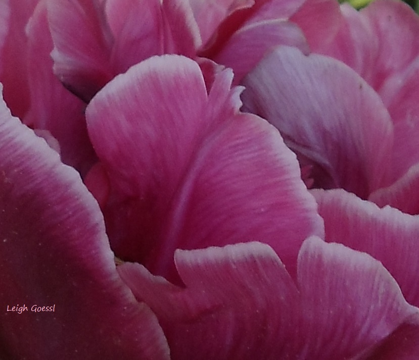Photos by Leigh Goessl: In photos: Anatomy of a tulip