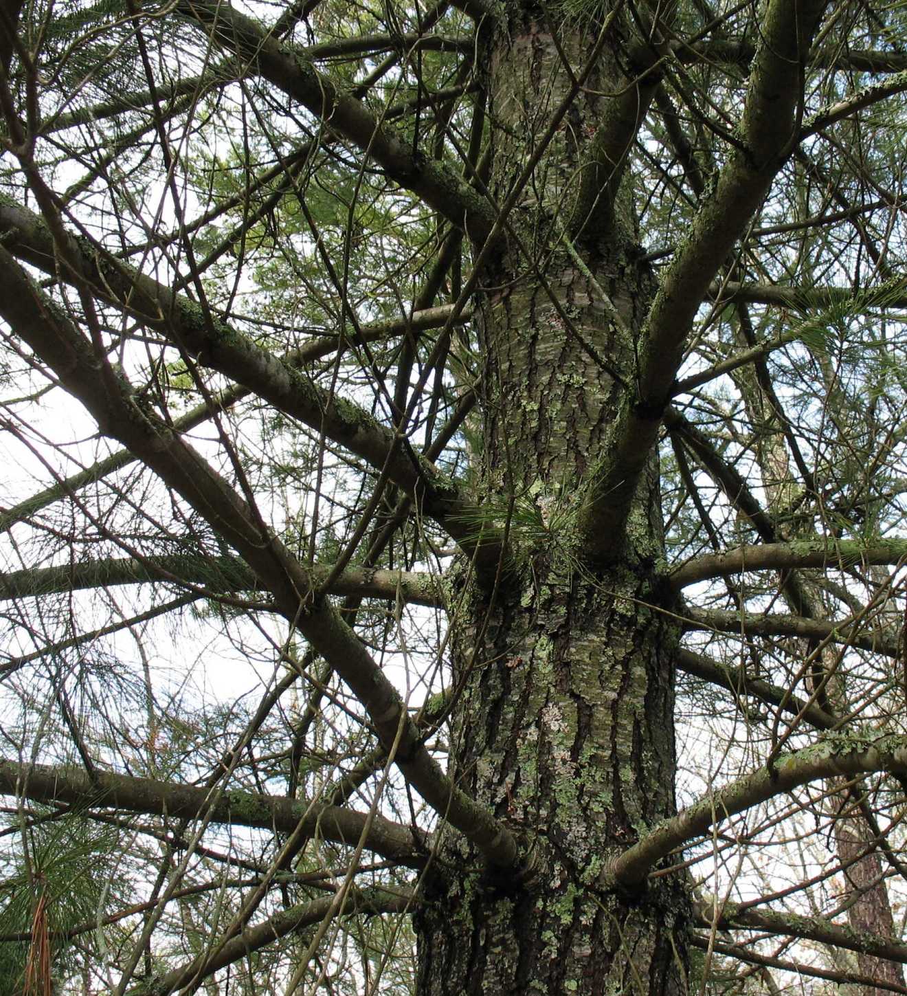 Using Georgia Native Plants: Native Evergreen Conifers in North Georgia