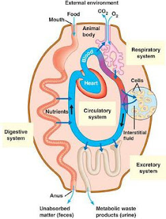 Animal science: Animal digestion