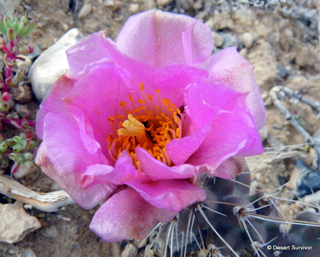A Plant a Day: Sagebrush Cholla - Grusonia pulchella