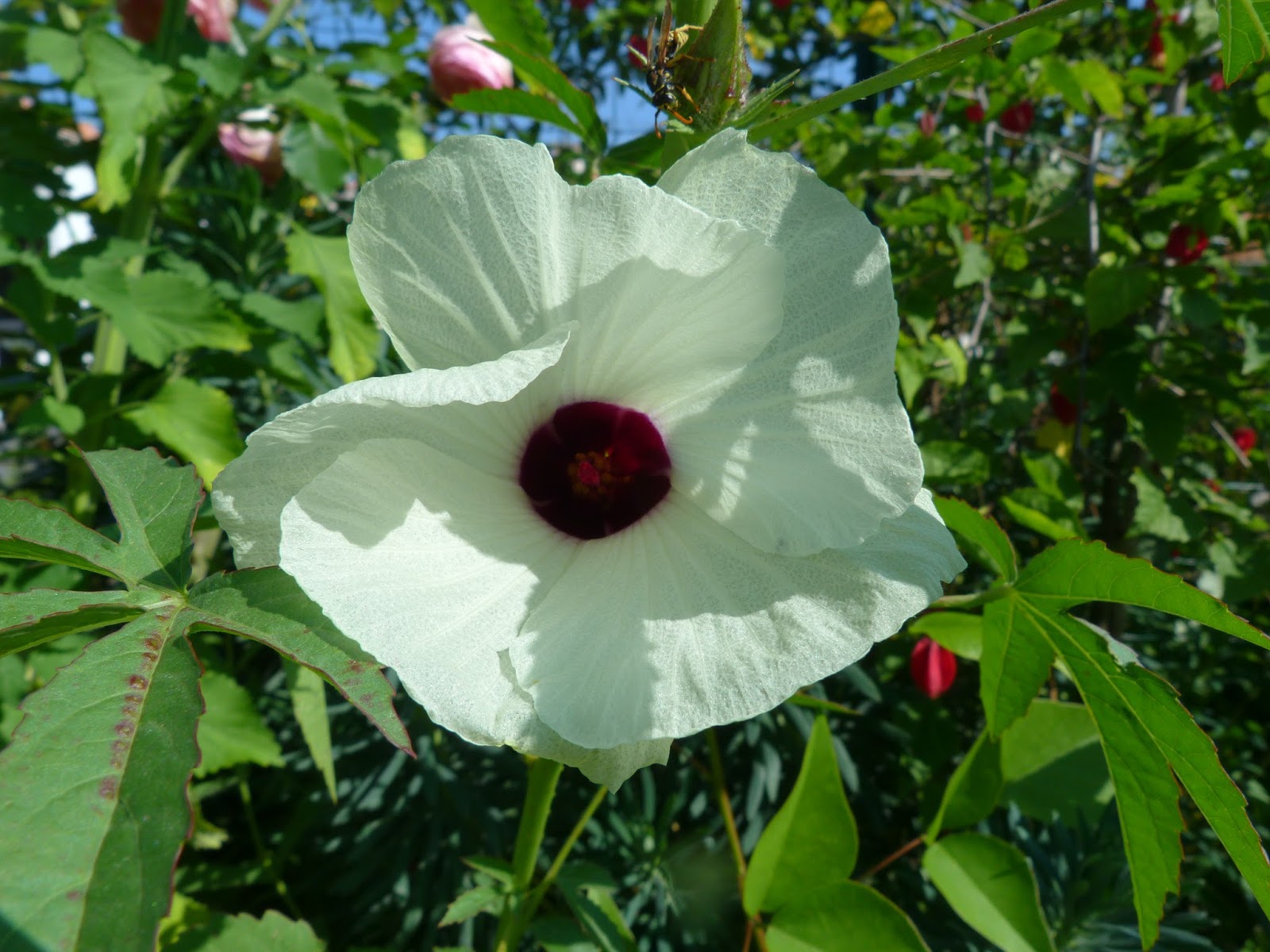 Le surprenant monde végétal: Hibiscus à feuilles de cannabis