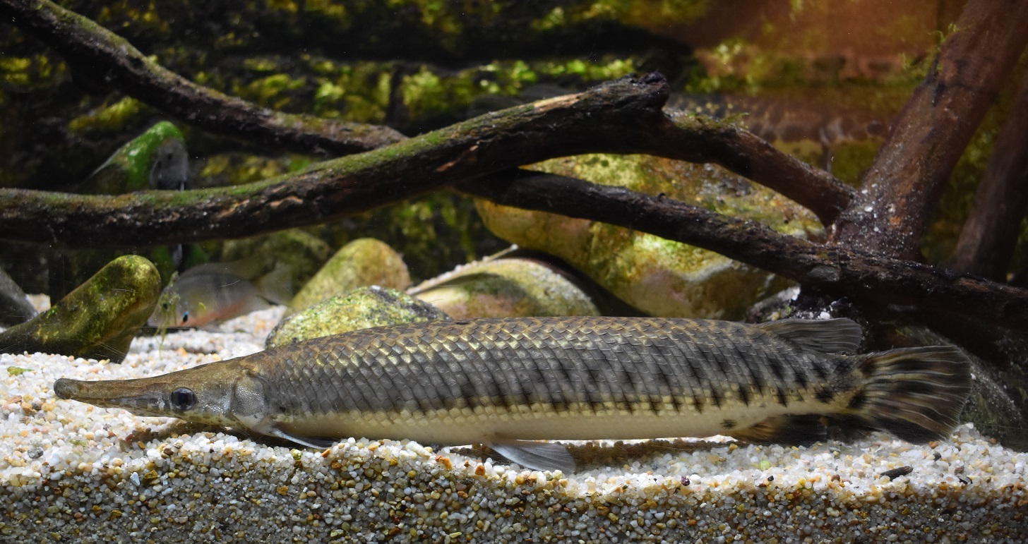 ZOOTOGRAFIANDO (6.057 ANIMALS): PEZ CAIMÁN CHATO (Lepisosteus platostomus)