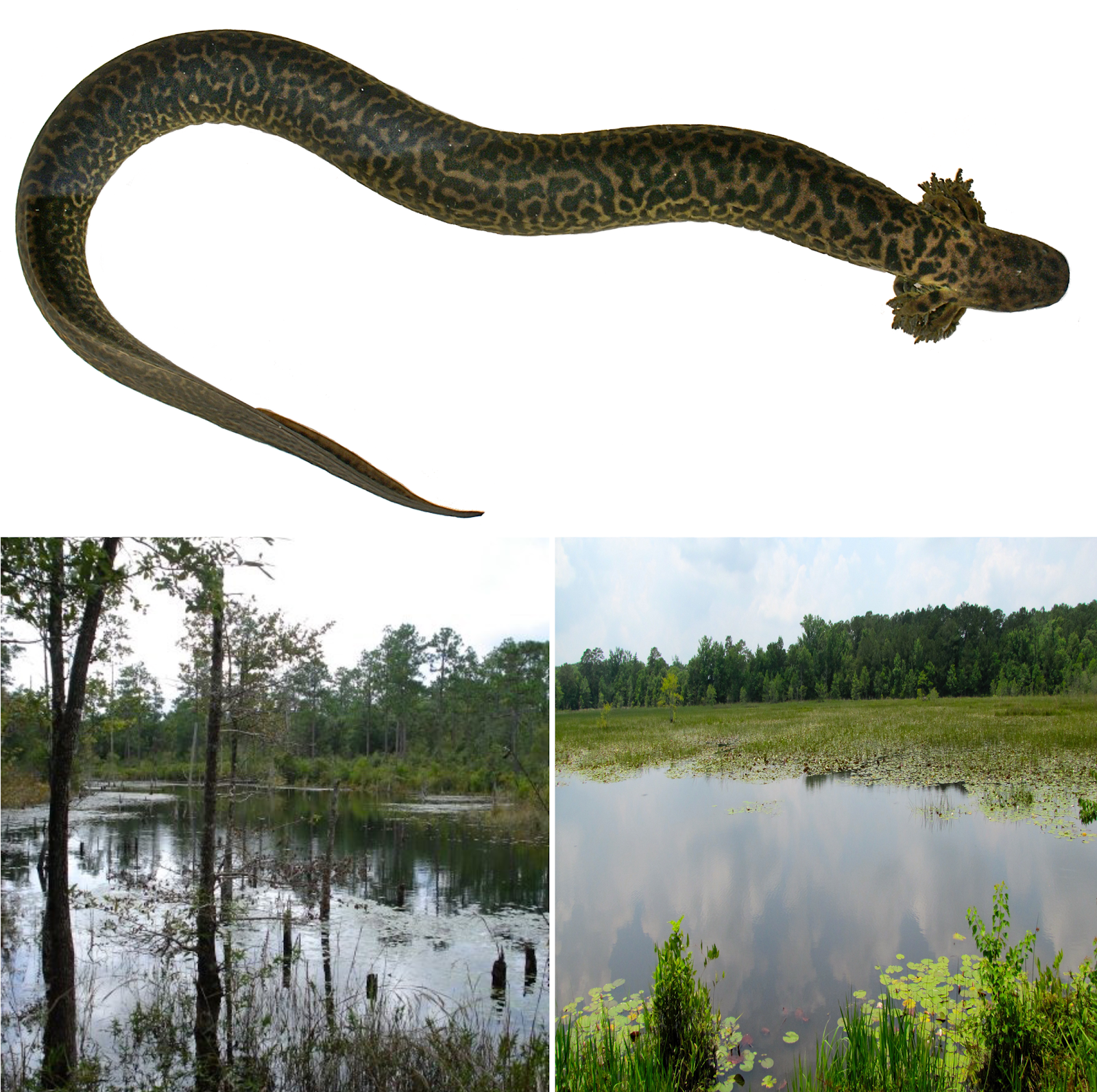Species New to Science: [Herpetology • 2018] Siren reticulata ...