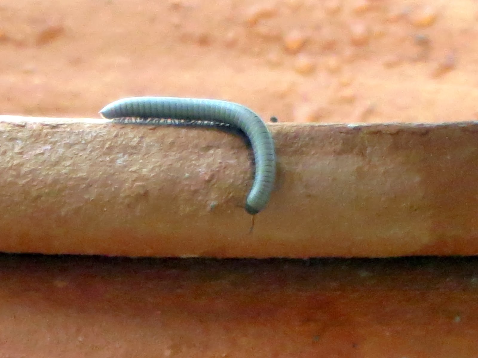 asociación de vecinos y amigos de VELLOSILLO: Milpies (Diplopoda)