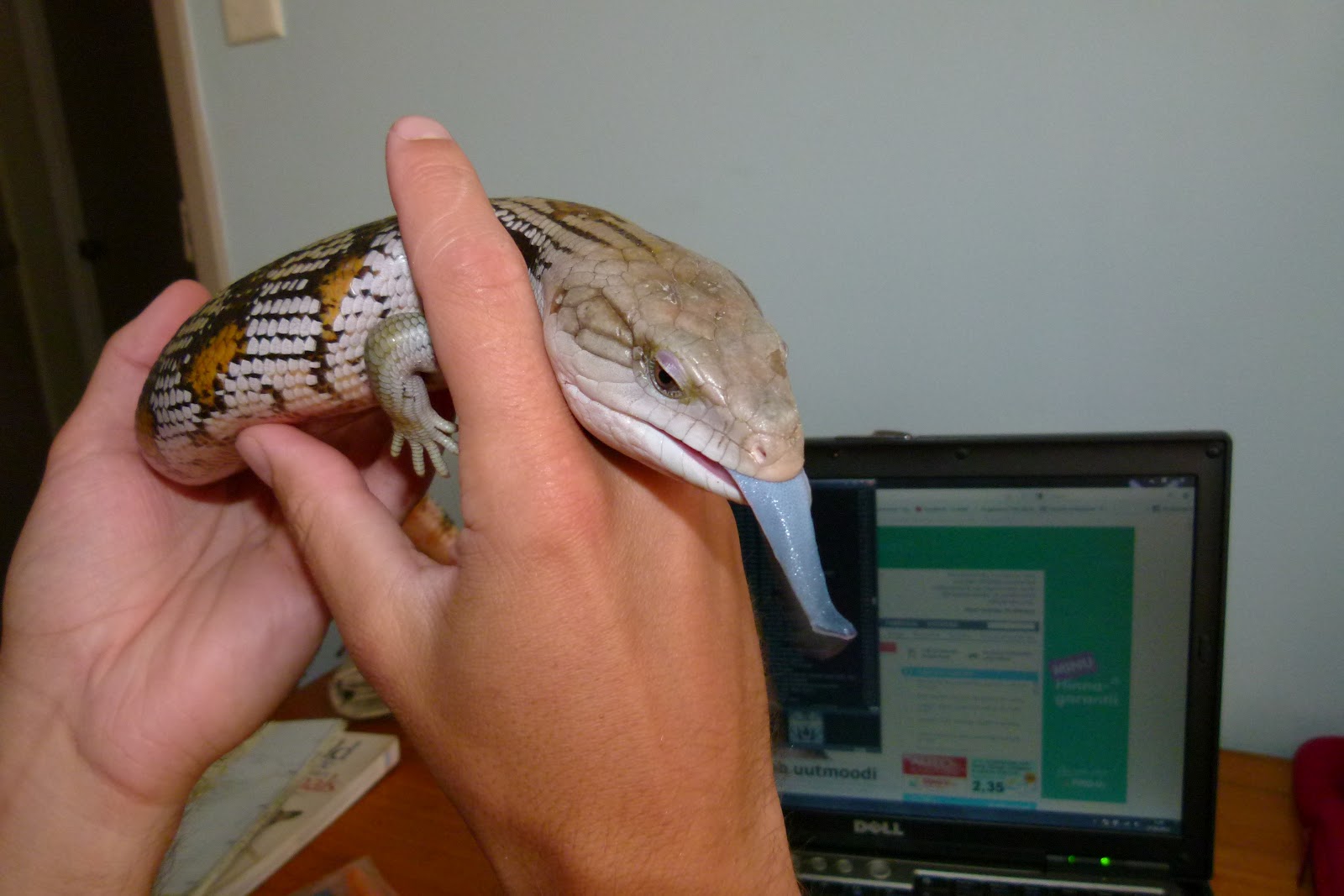 Sipsu ja Matu Austraalias: September 2012