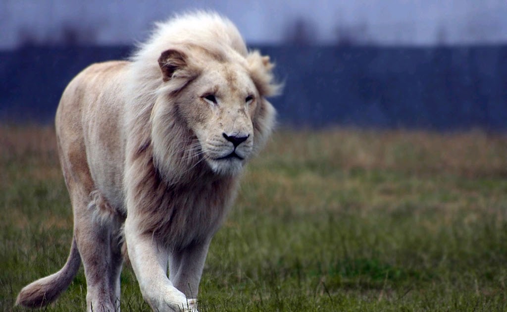 Mundo animal®: Leão Branco