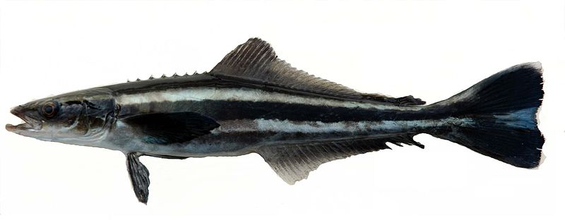 Oppdag Fisk!: Cobia/Black Kingfish/Rachycentron Canadum (Saltvann)