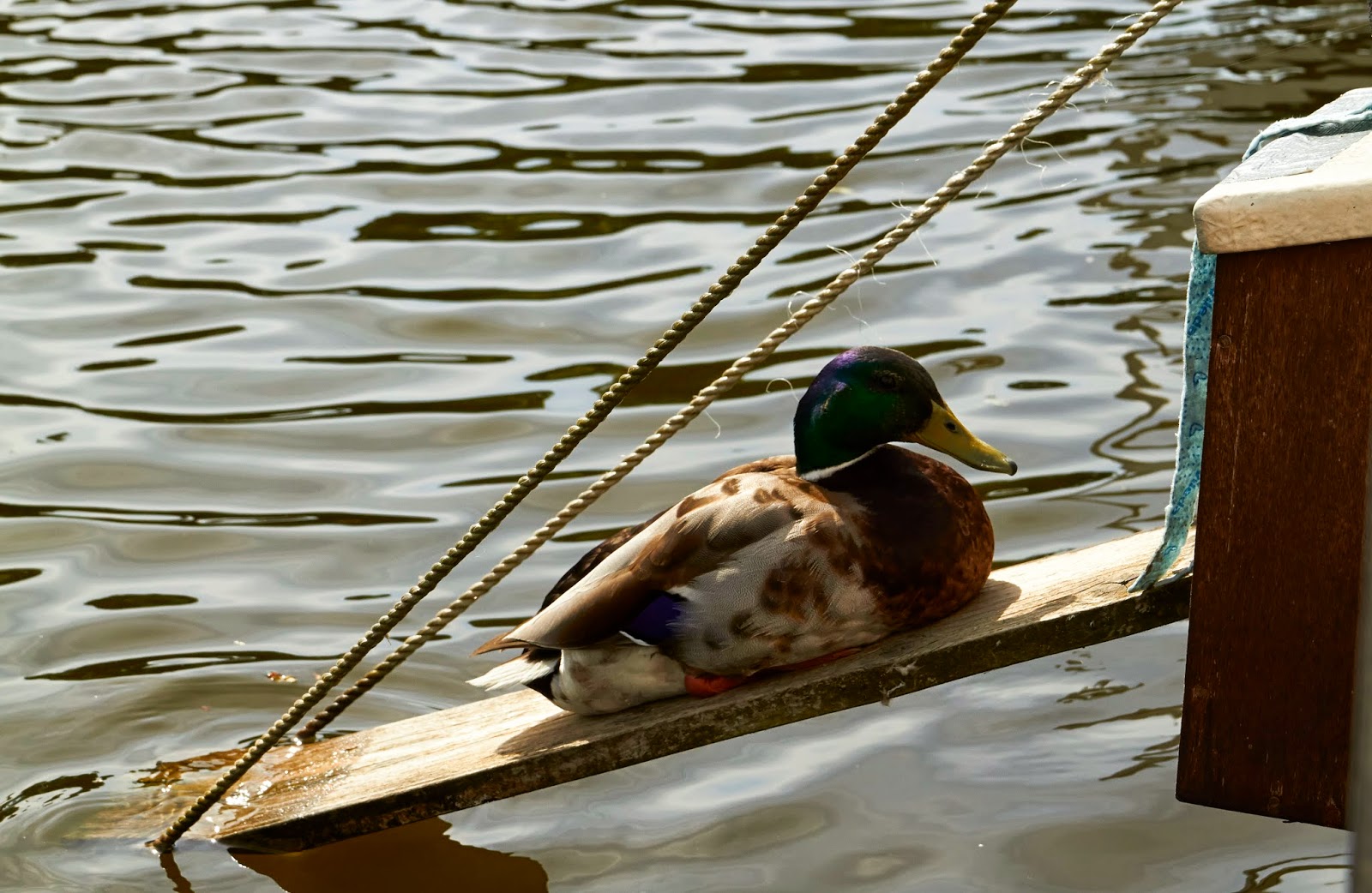 Thames Nature Notes: Another 'homeless' duck!