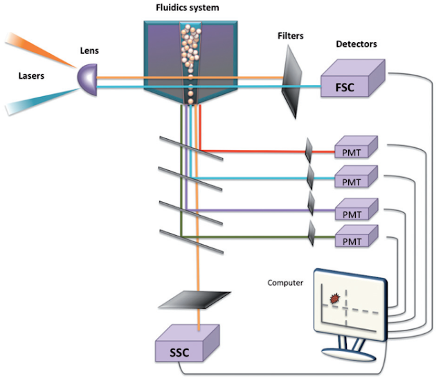 KỸ THUẬT FLOW CYTOMETRY - PHẦN 2 - CÔNG TY TNHH HAMESCO VIỆT NAM