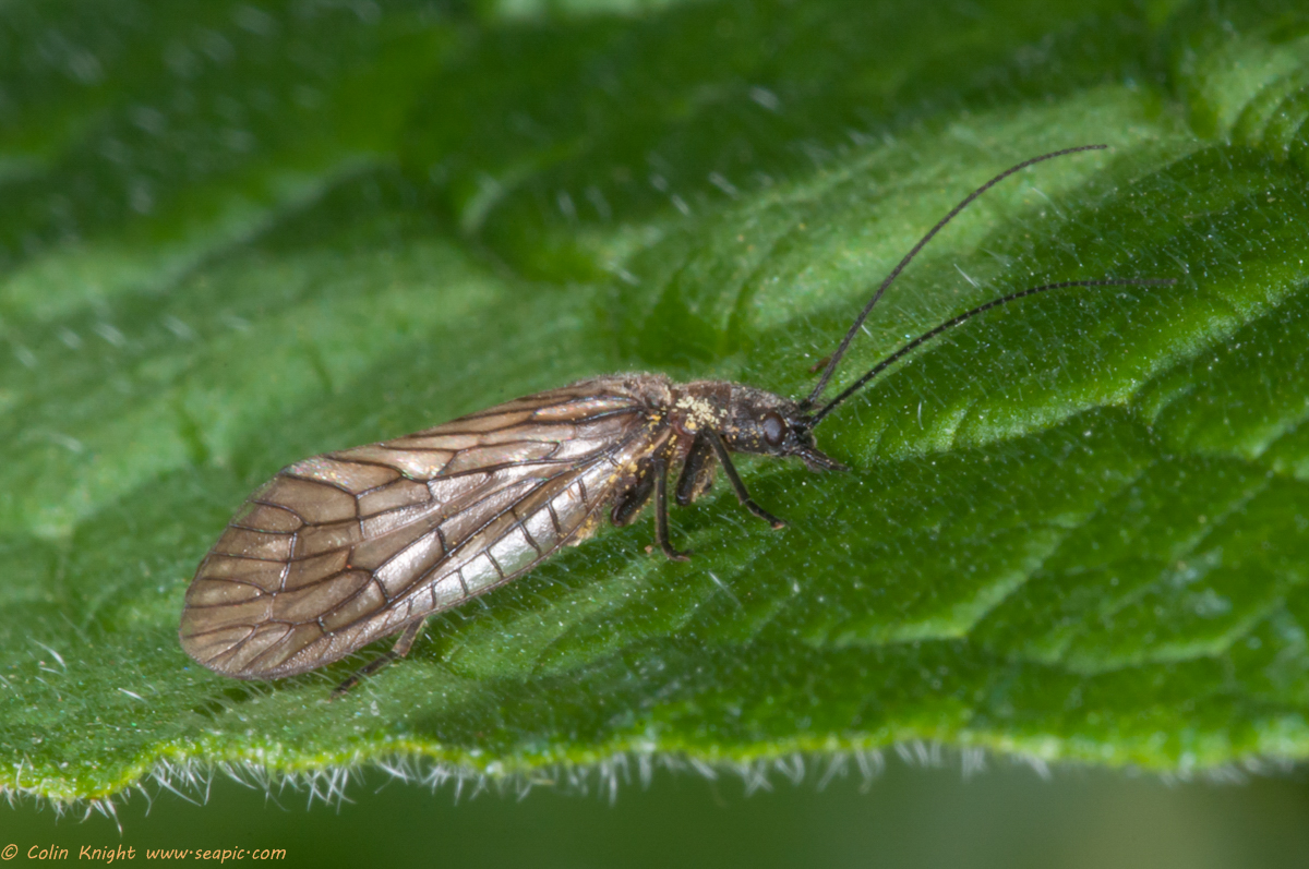 Postcards from Sussex: Goslings, cygnets and mating Comfrey Ermels