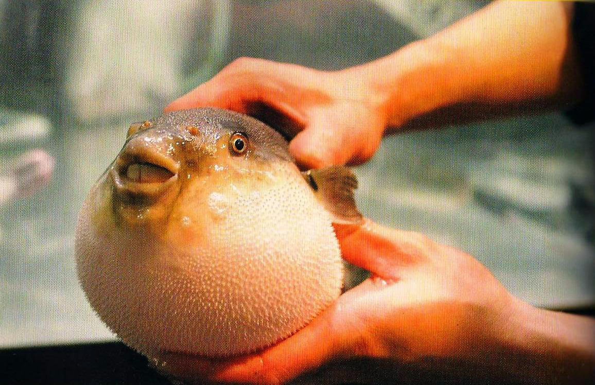 Informații.curiozitati: PESTELE BALON