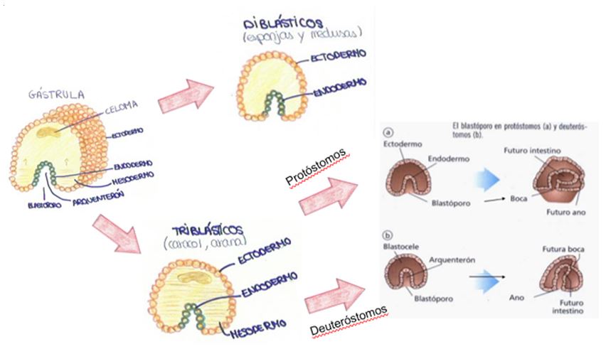 Akalanka: Desarrollo embrionario