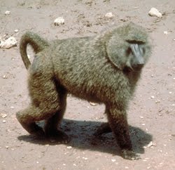 Real Anthropology: locomotion in primates.