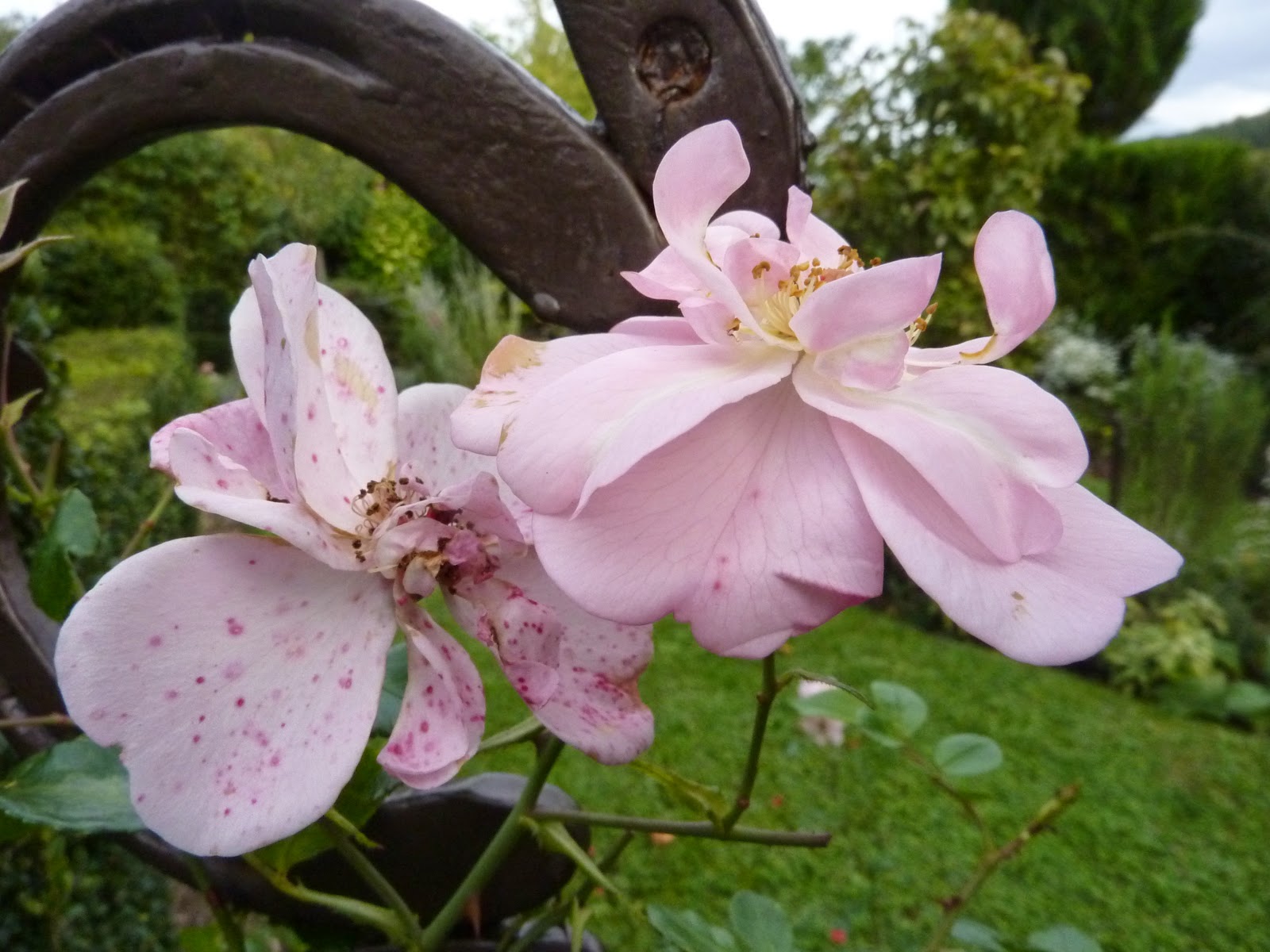 le jardin de marianne: roses d'automne
