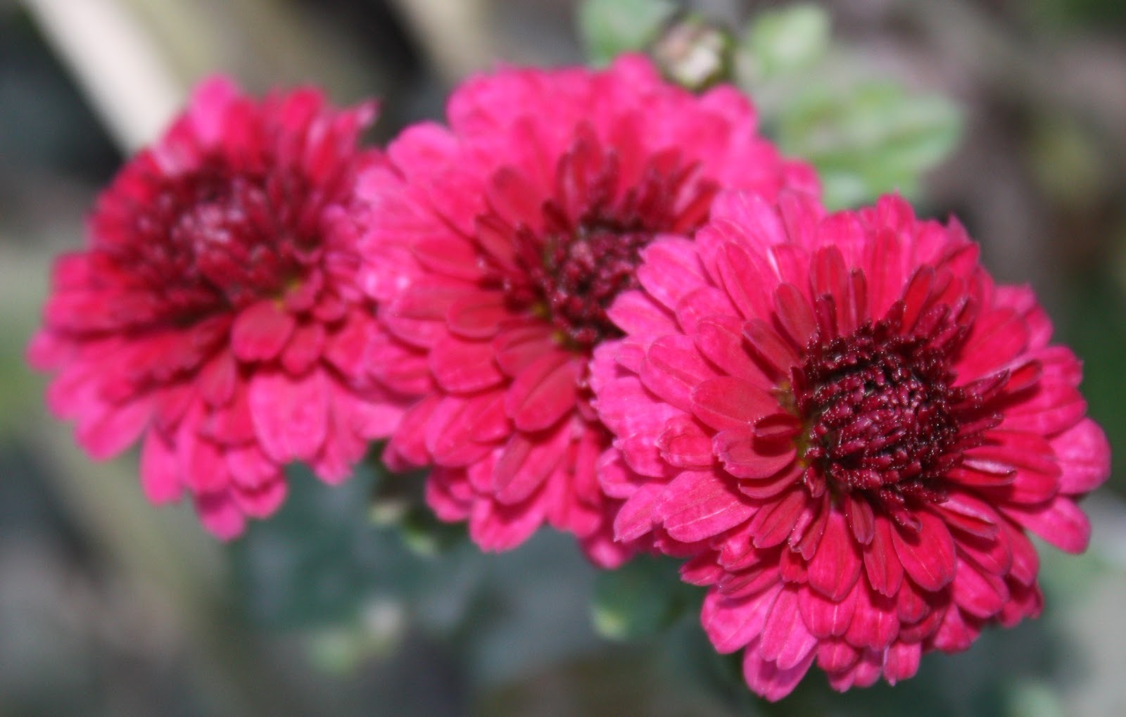 HORTA À PORTA: CHRYSANTHEMUM (CRISÂNTEMO)