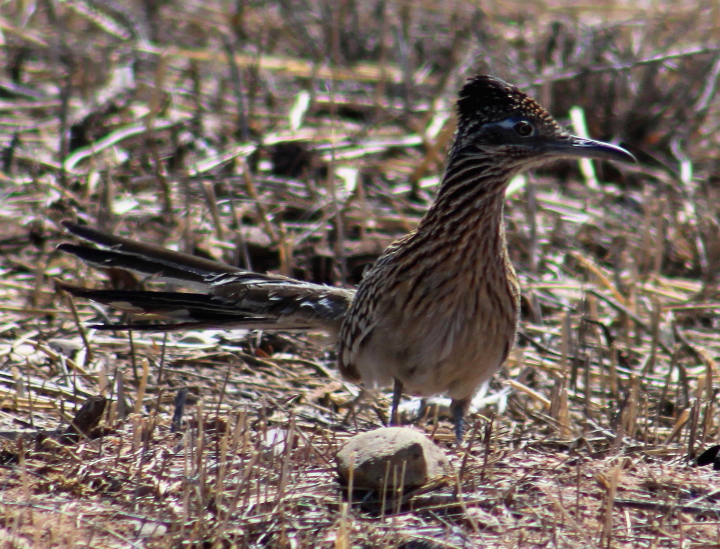 New Mexico State Bird at Emma Spyer blog