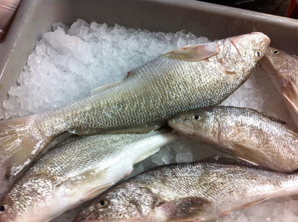 On Foot Angler: Whiting Part 1