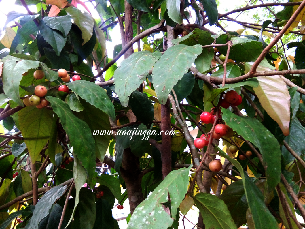 Buah Rokam Yang Jarang Ditemui