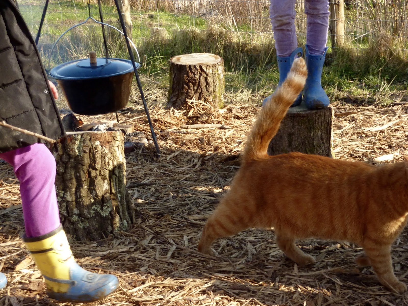 LIFE AS IT IS : One Cat Farm Glamping site, Wales - A review