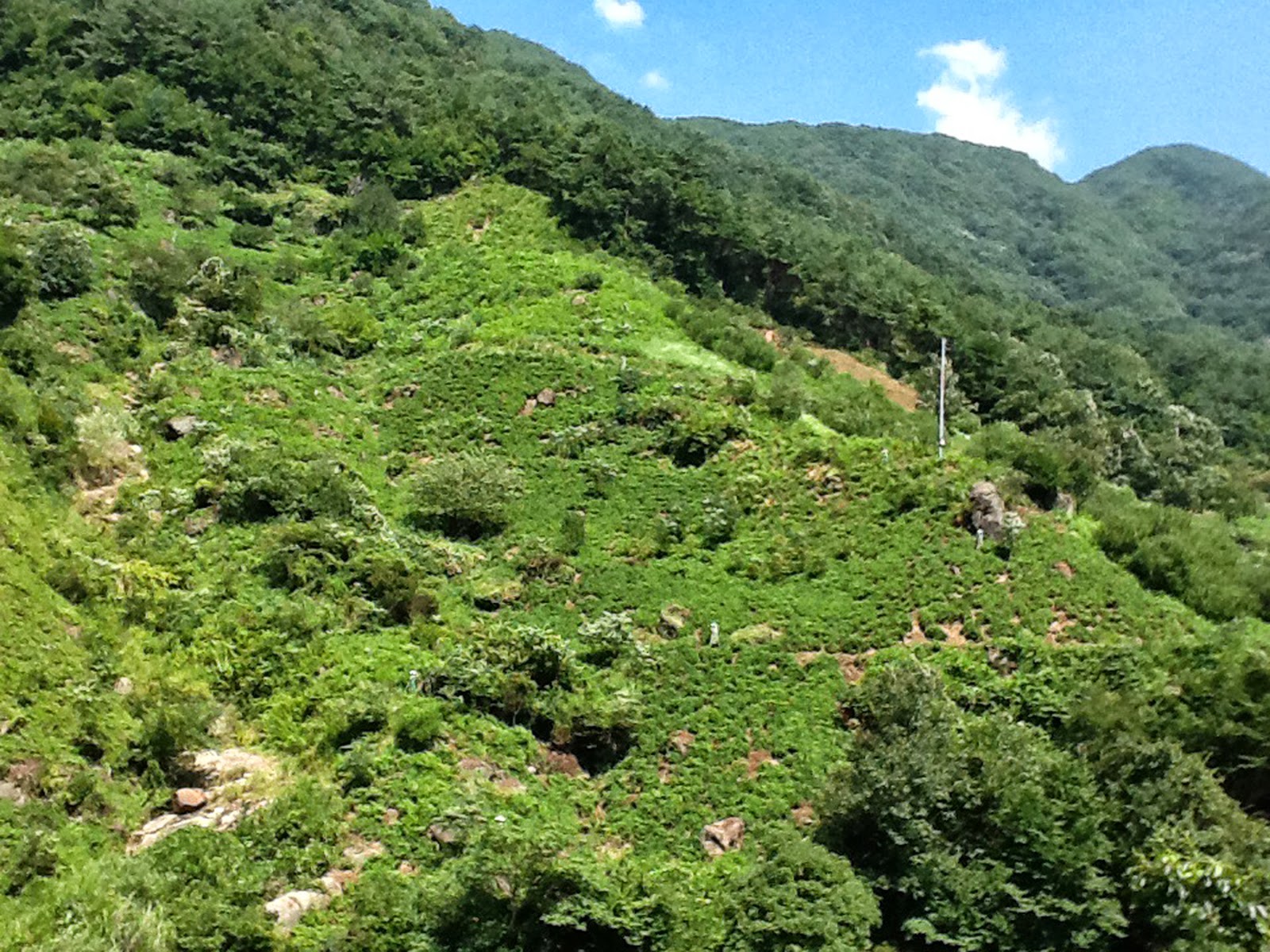 Tea at Morning Crane Tea: Picking Tea in Korea: Part 1