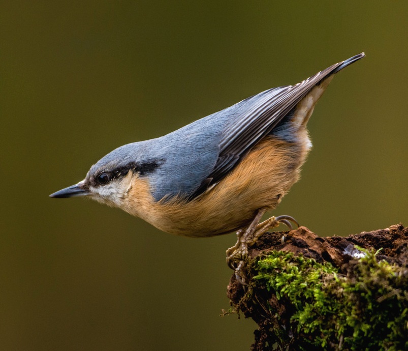 Birds of the World: Eurasian nuthatch