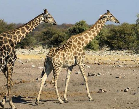 Gambar Jerapah Terbaru | Kumpulan Gambar