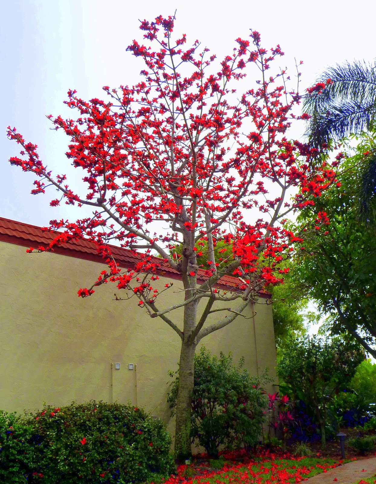 Bombax Ceiba / Produz Algodão