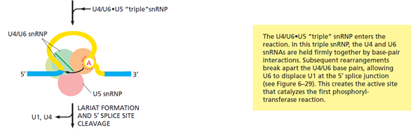 Club OIAB: COMO LAS CÉLULAS LEEN EL GENOMA: DE DNA A PROTEÍNAS