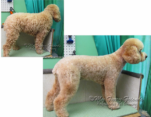 Pet Grooming: The Good, The Bad, & The Furry: Monday Makeover #18 ...