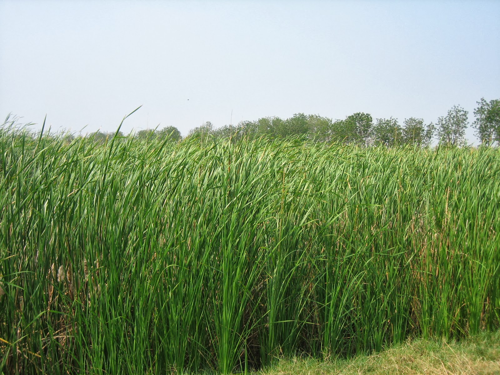 Quality products for you: Thai reed mat