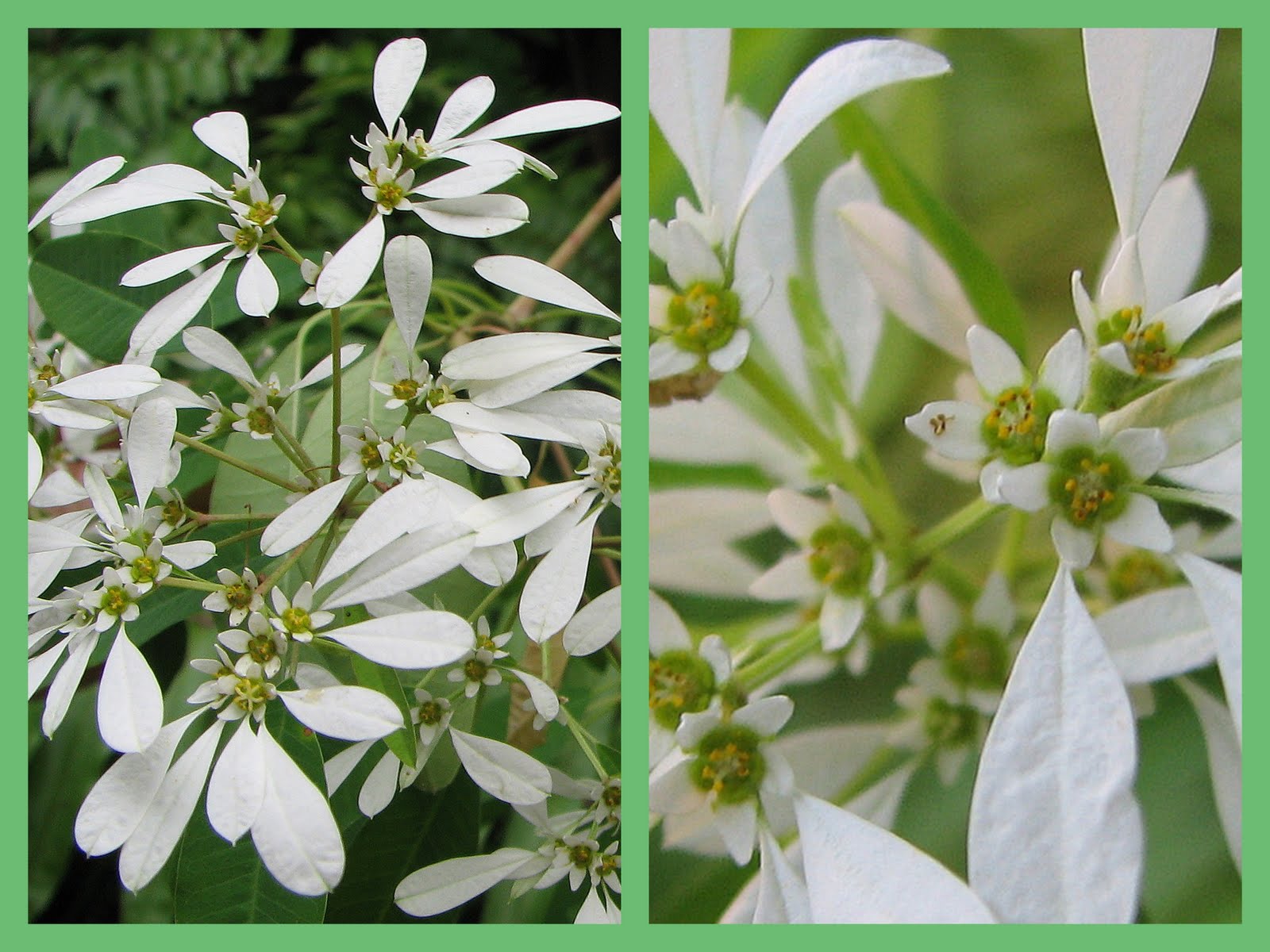 My Dry Tropics Garden: It's a Winter's Garden Bloggers' Bloom Day ...